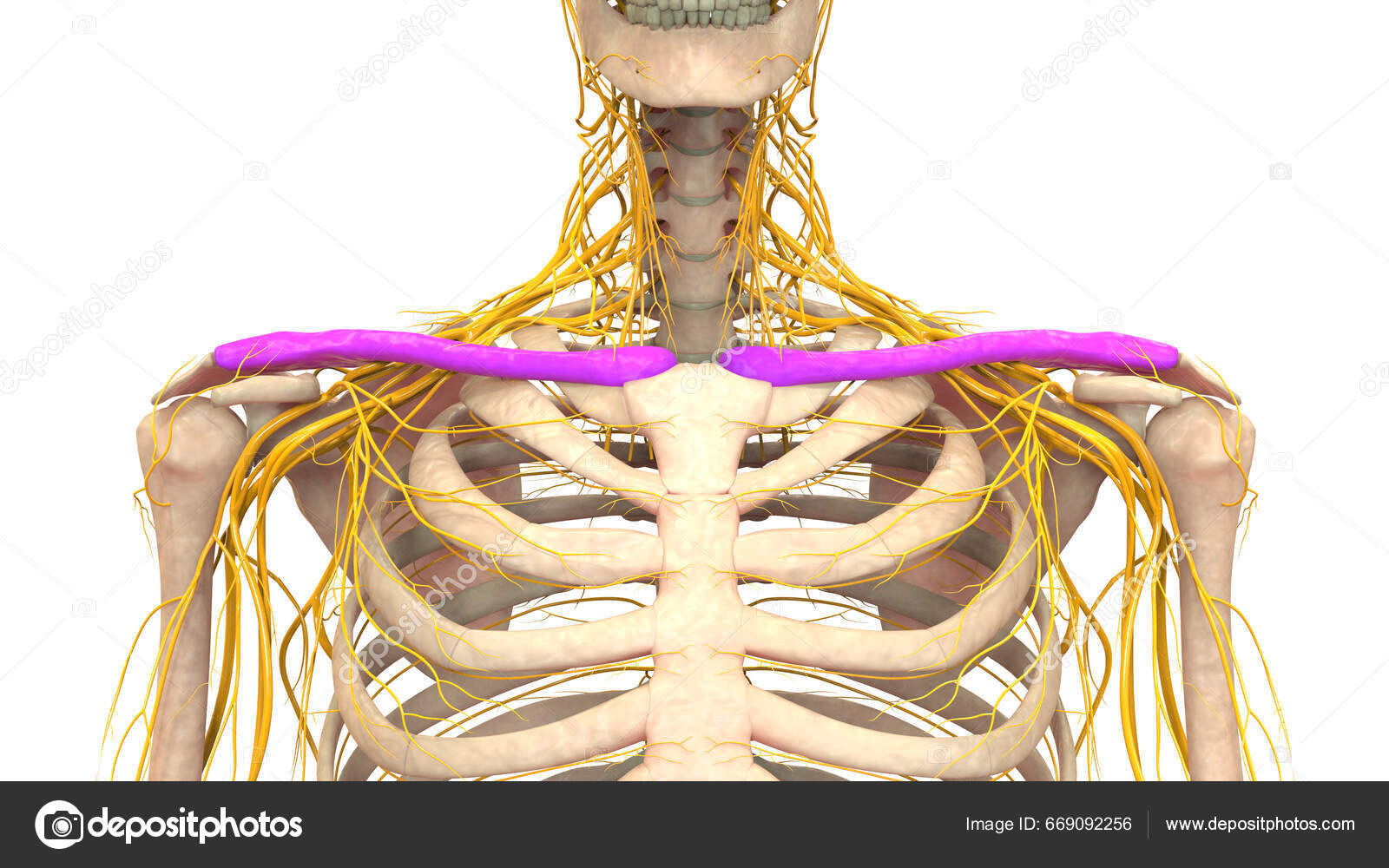 Sistema Esquelético Humano Clavícula Huesos Articulaciones Anatomía ...