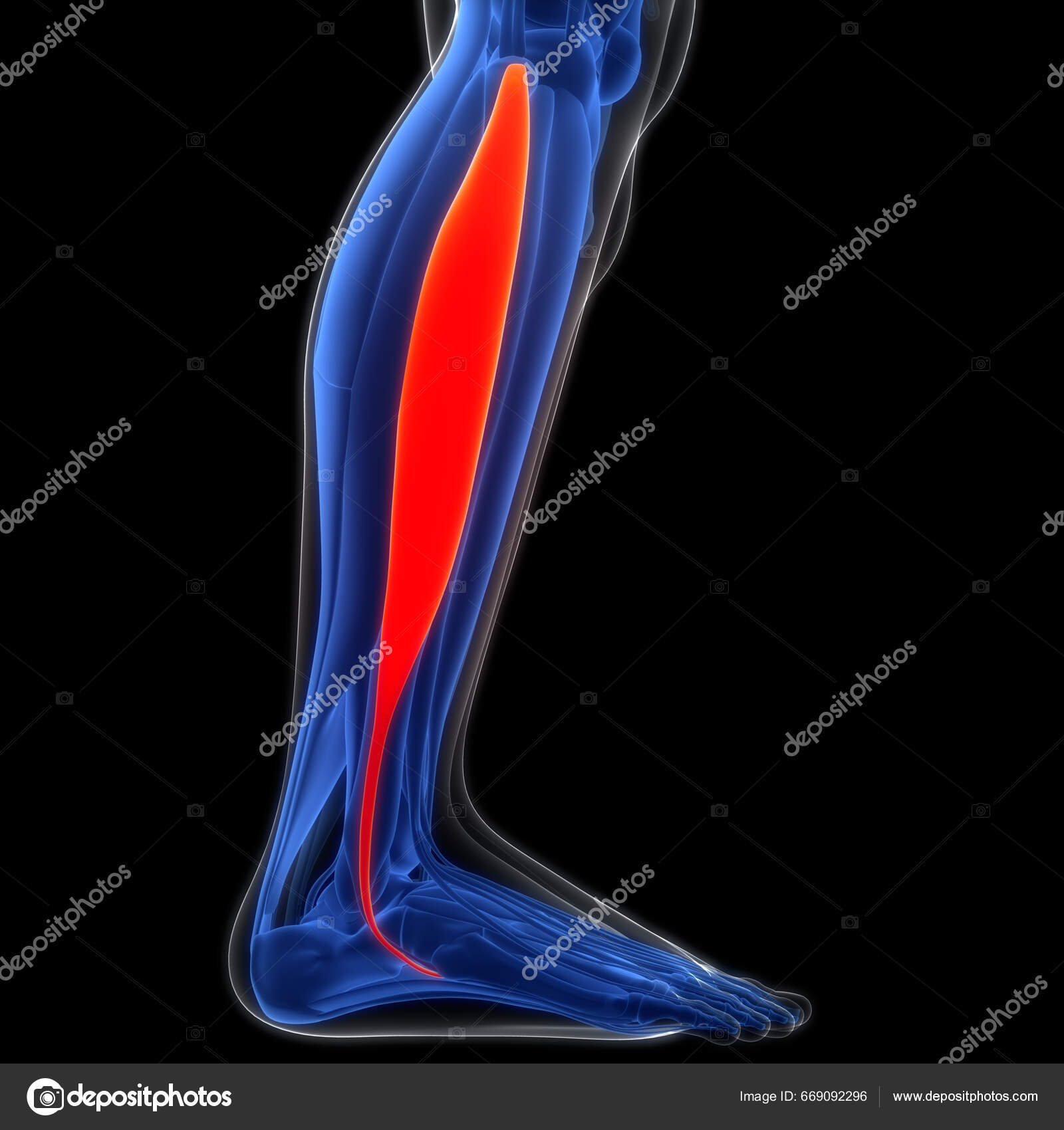 Human Muscular System Leg Muscles Fibularis Longus Muscle Anatomy ...
