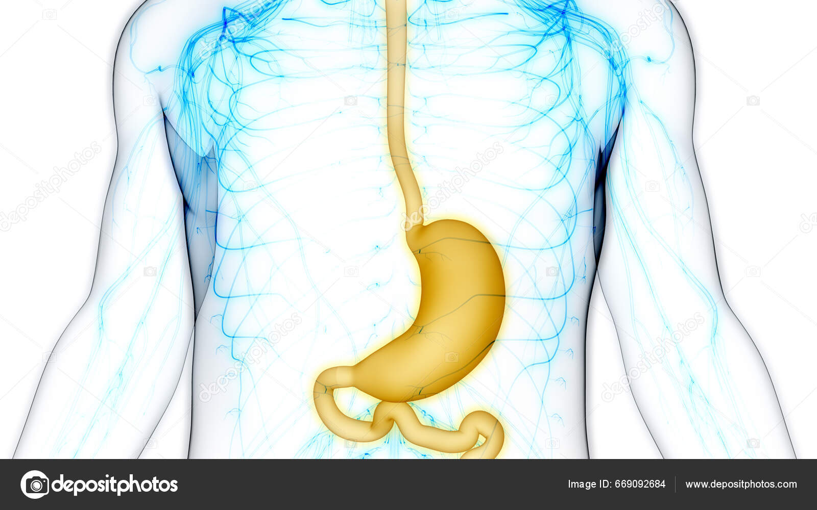 Anatomía Del Estómago Del Sistema Digestivo Humano — Foto de stock ...