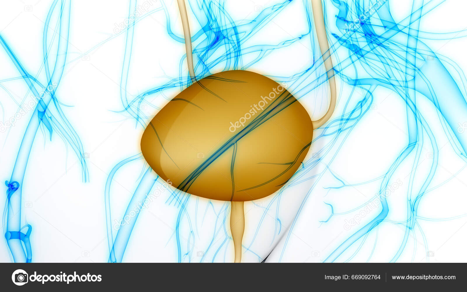 Anatomia Bexiga Sistema Urinário Humano — Fotografia de stock ...