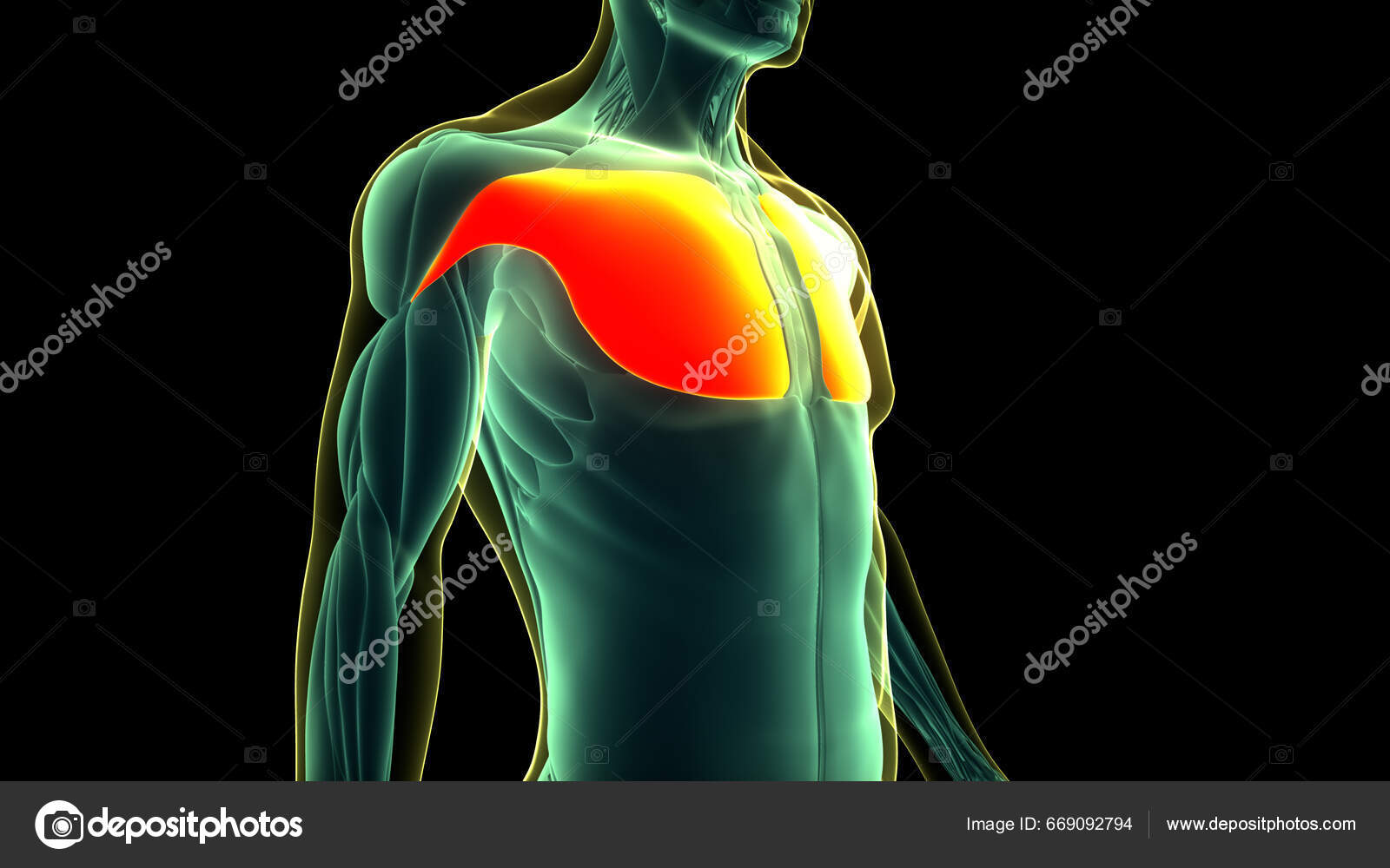 Système Musculaire Humain Muscles Torse Anatomie Des Muscles Pectoraux ...