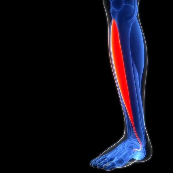 Human Muscular System Leg Muscles Fibularis Longus Muscle Anatomy ...