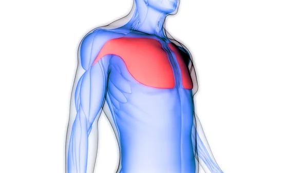 Système Musculaire Humain Muscles Torse Anatomie Des Muscles Pectoraux ...