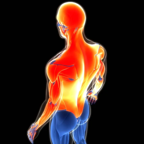 Human Muscular System Torso Muscles Anatomy Stock Photo by ©magicmine ...