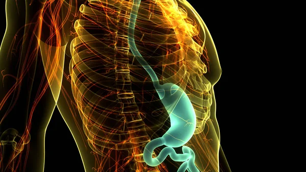 Anatomía Del Estómago Del Sistema Digestivo Humano: fotografía de stock ...