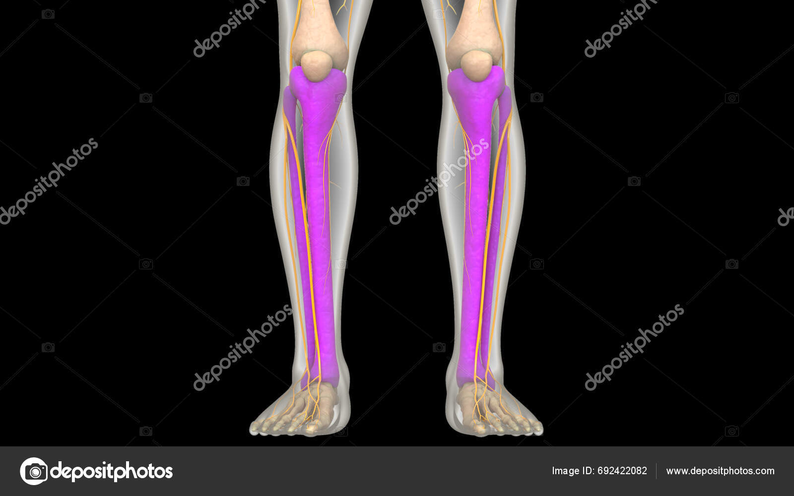 Human Skeleton System Tibia Fibula Bones Joints Anatomy — Stock Photo ...