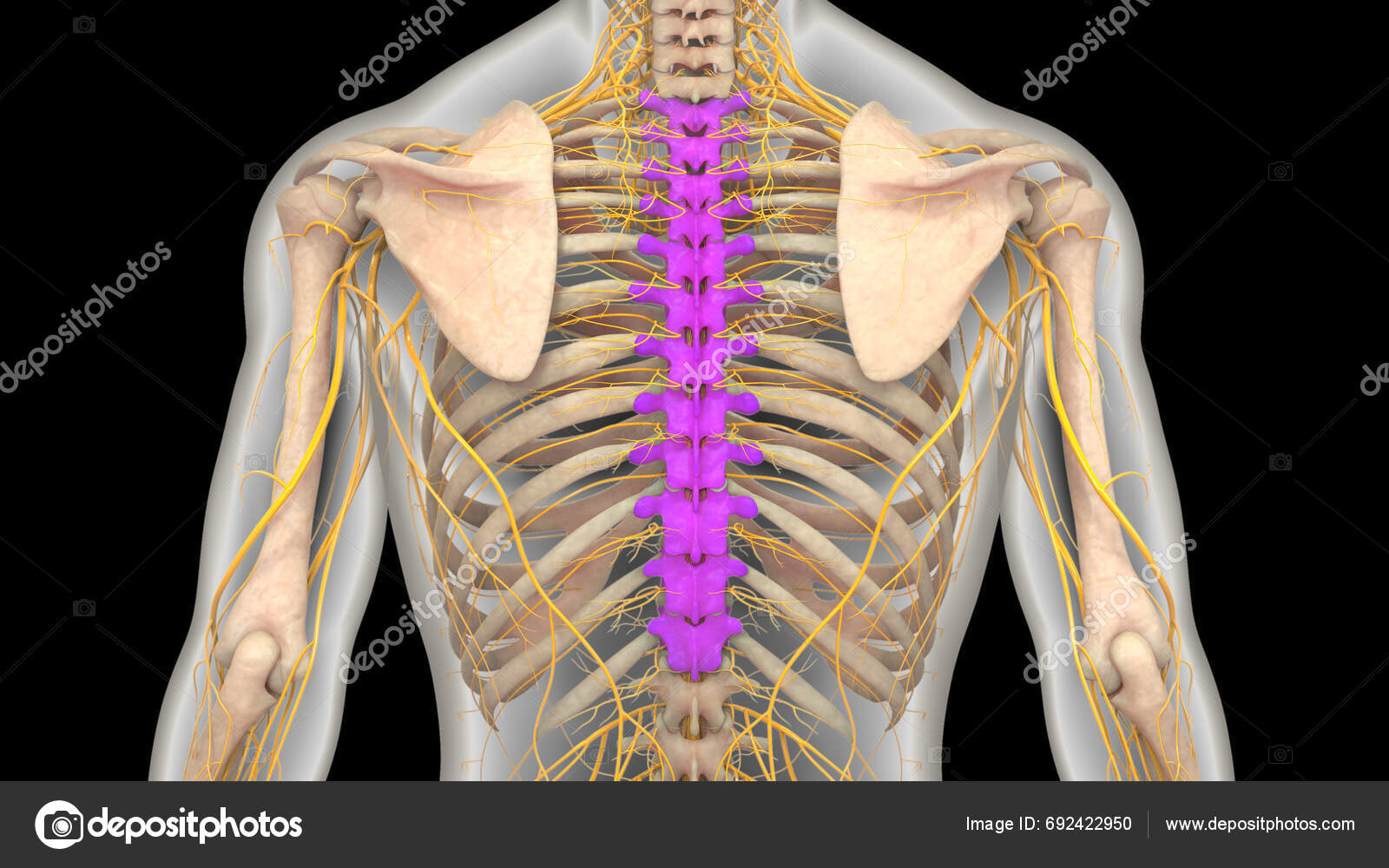 Spinal Cord Vertebral Column Thoracic Vertebrae Human Skeleton System ...