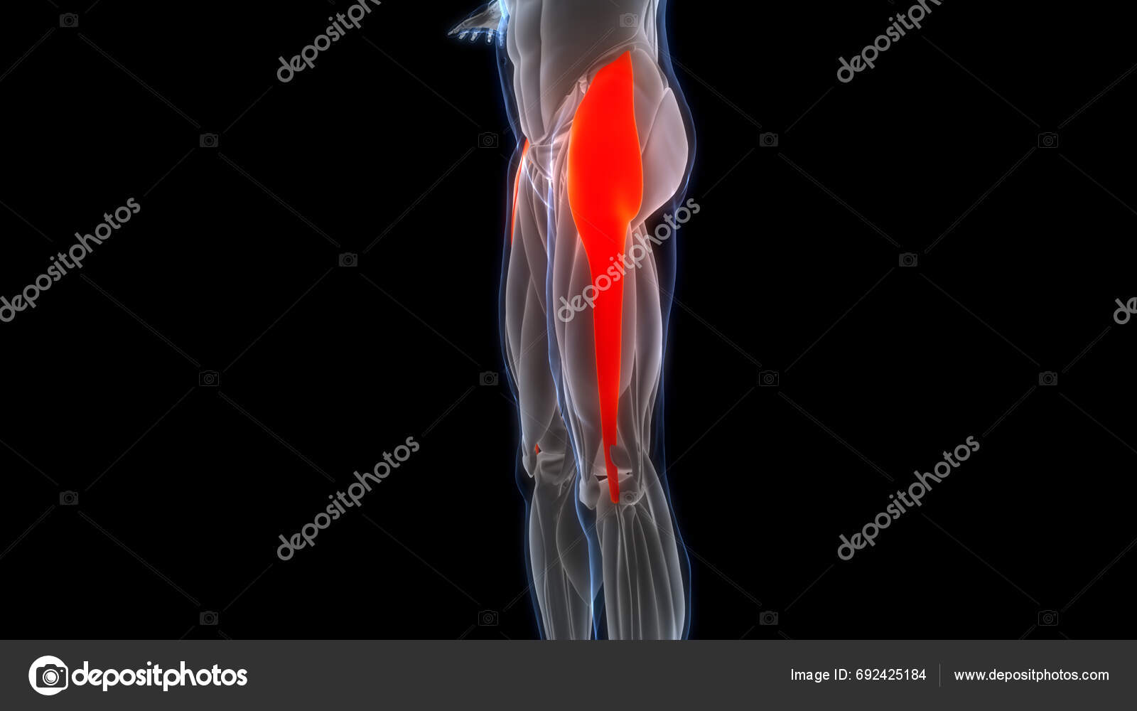 Ihmisen Lihasjärjestelmä Jalat Lihakset Anturi Fasciae Latae Lihakset ...