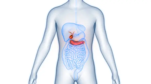 Human Pancreas Images - Search Images on Everypixel