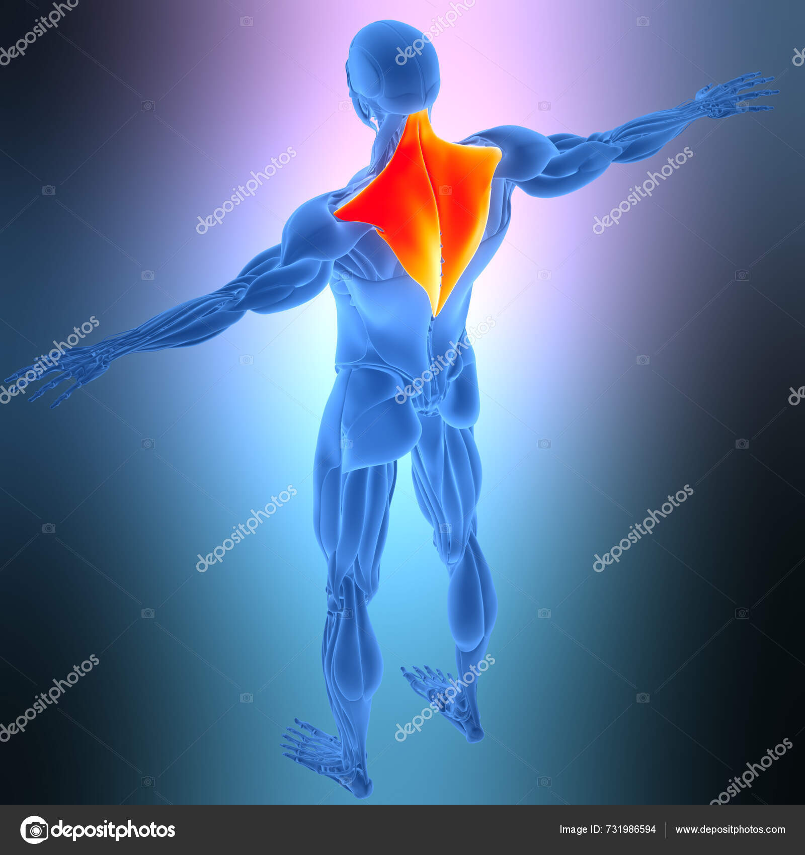 Human Muscular System Torso Muscles Trapezius Muscle Anatomy — Stock ...