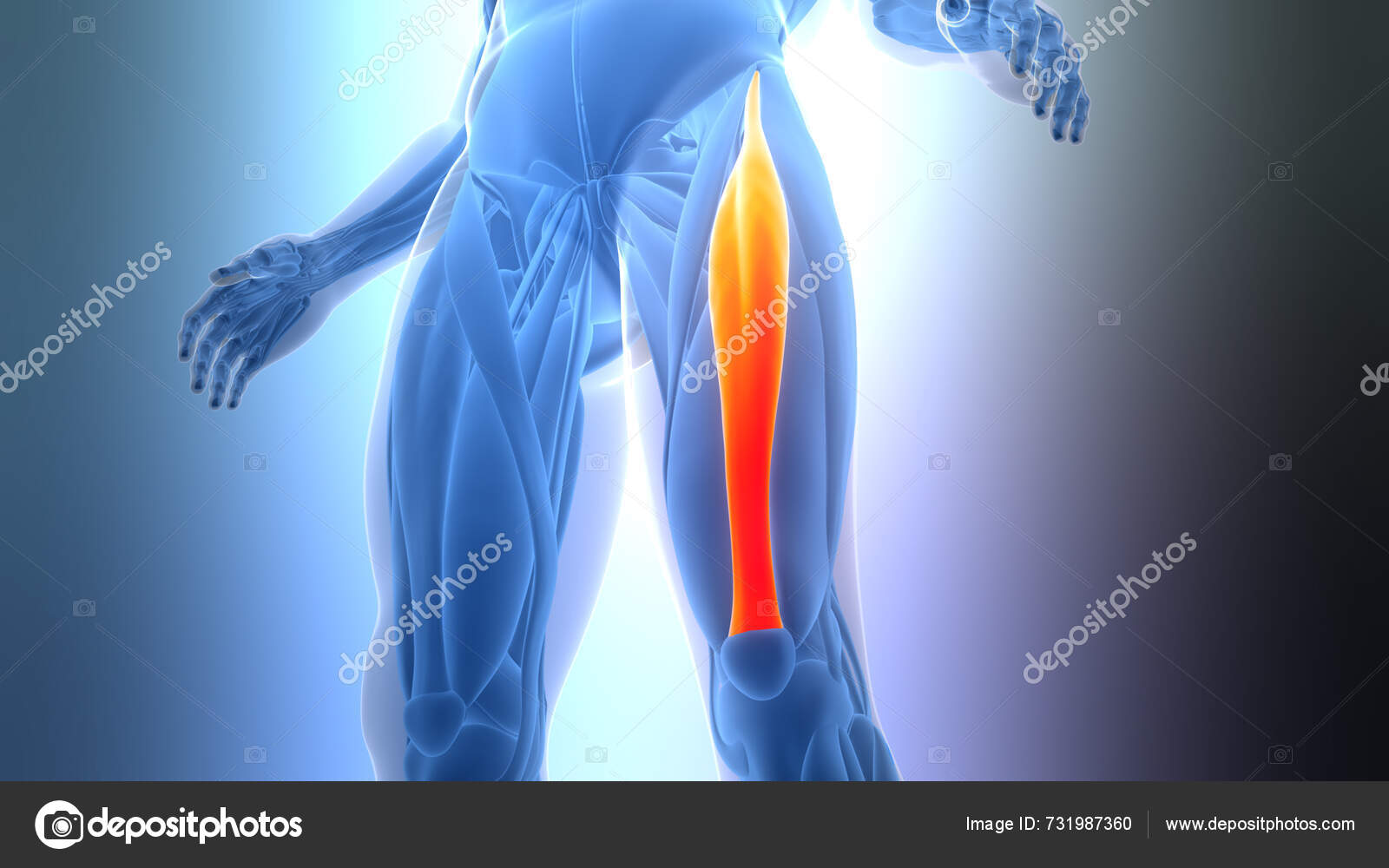 Human Muscular System Leg Muscles Rectus Femoris Muscles Anatomy ...