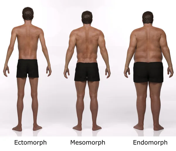 Render Front View Standing Male Body Type Ectomorph Skinny Type Stock ...