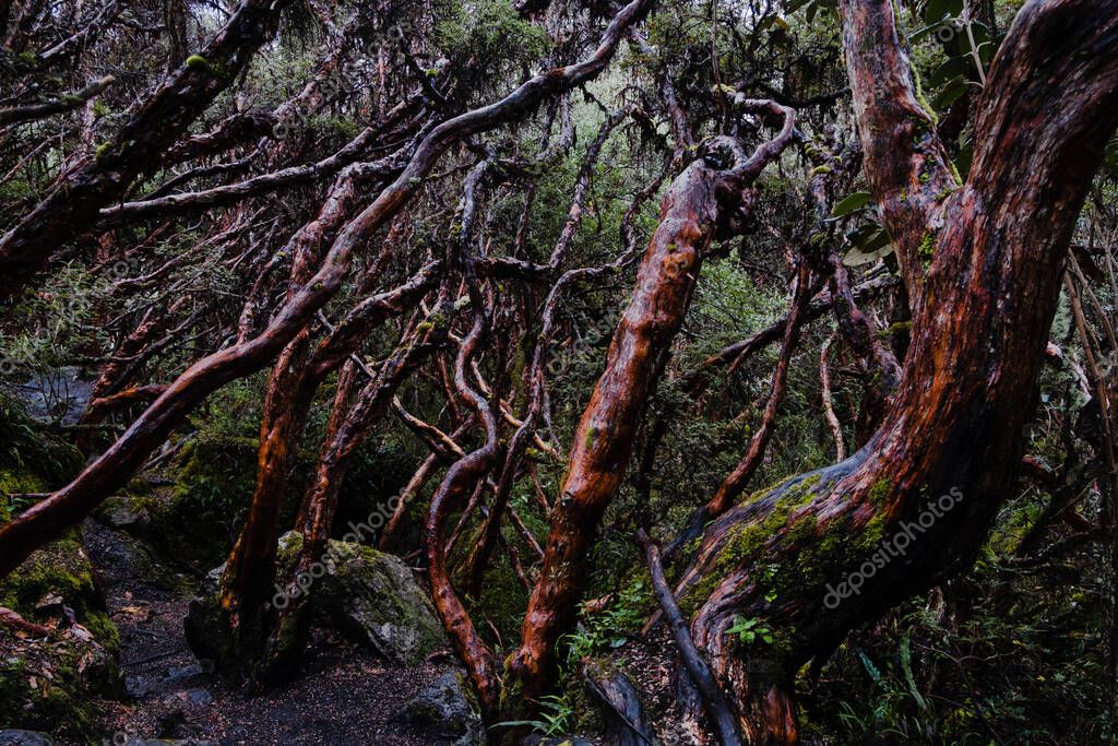 Foto horizontal de un bosque de árbol de papel (Polylepis) endémico de ...