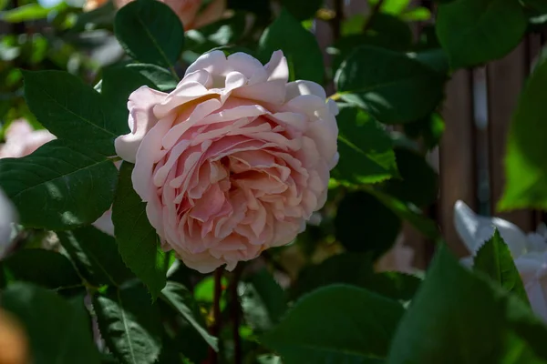 Årliga oscar wilde stok fotoğraflar | Årliga oscar wilde telifsiz ...