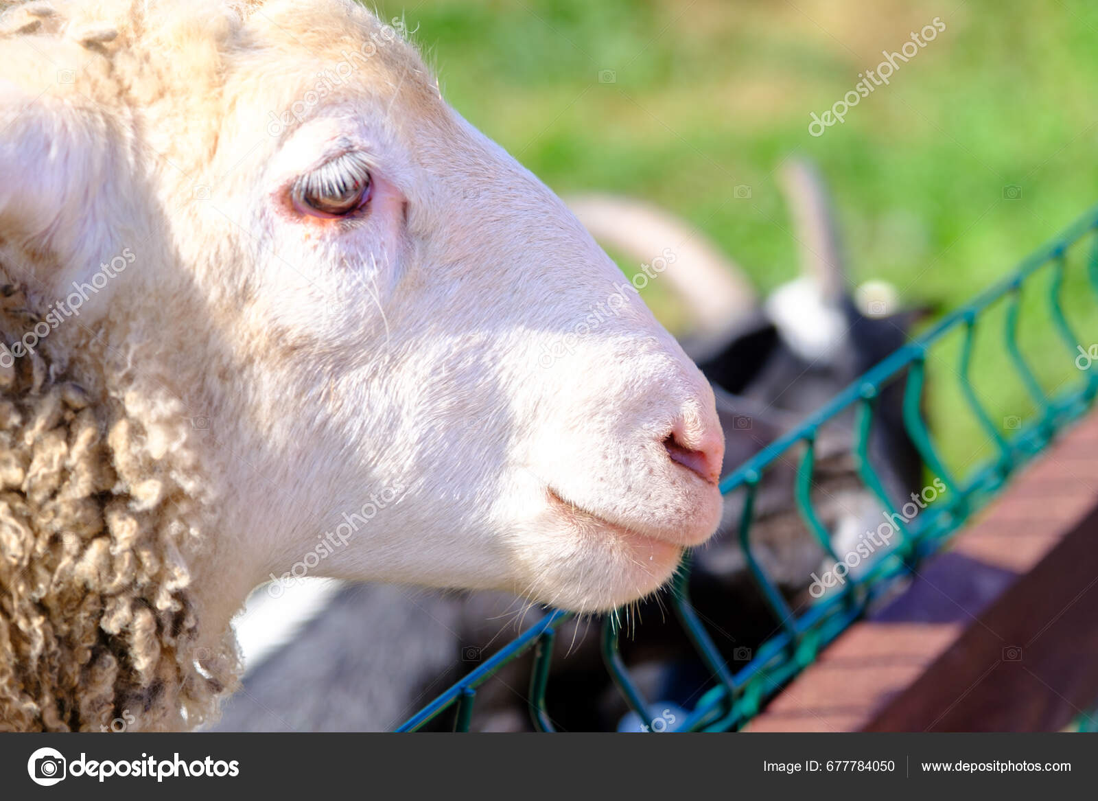 Side Profile Sheep's Head Looking Its Pen Railing Fence Farm Stock ...
