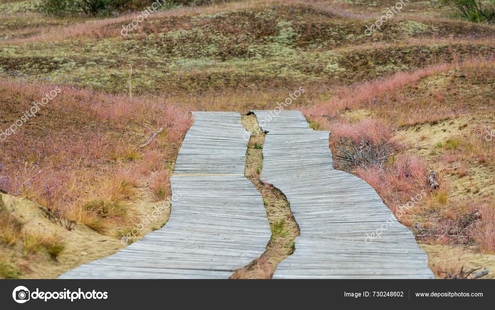 Worn Wooden Path Winds Flowering Field Creating Rustic Serene Outdoor ...