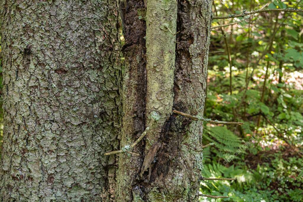 Primer plano de dos troncos de árboles con corteza texturizada, uno ...
