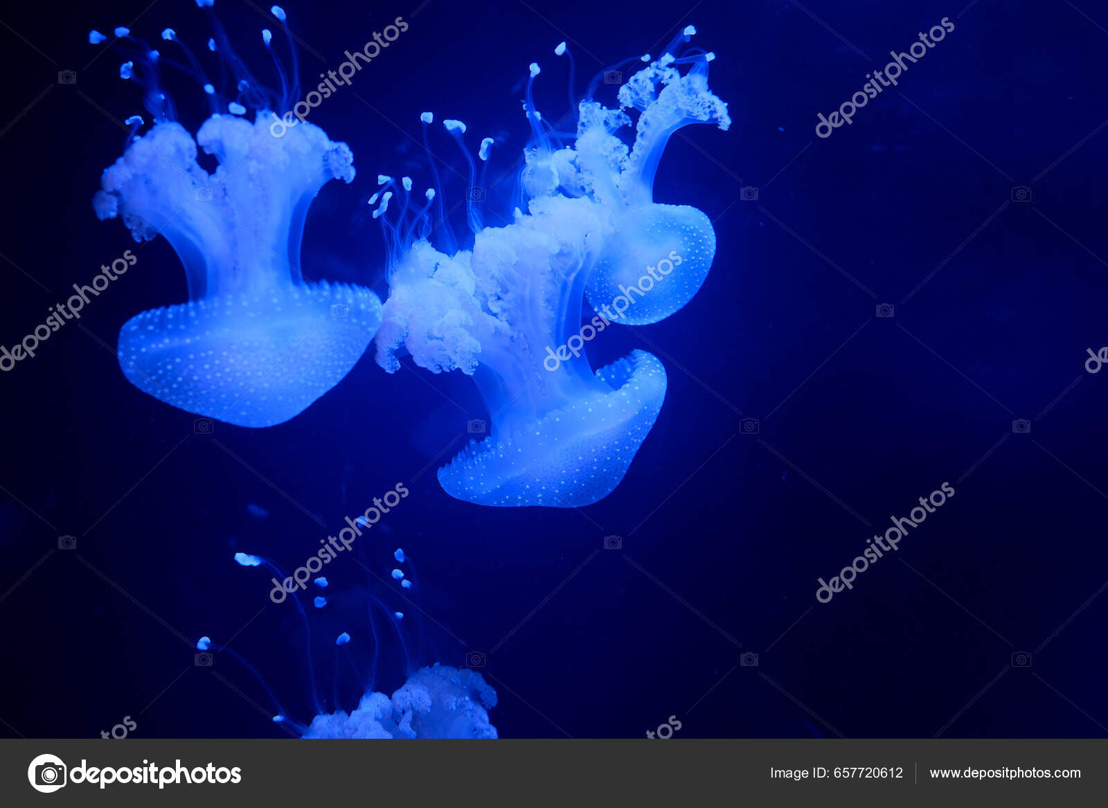 Pacific Sea Nettle Jellyfish Finding Nemo