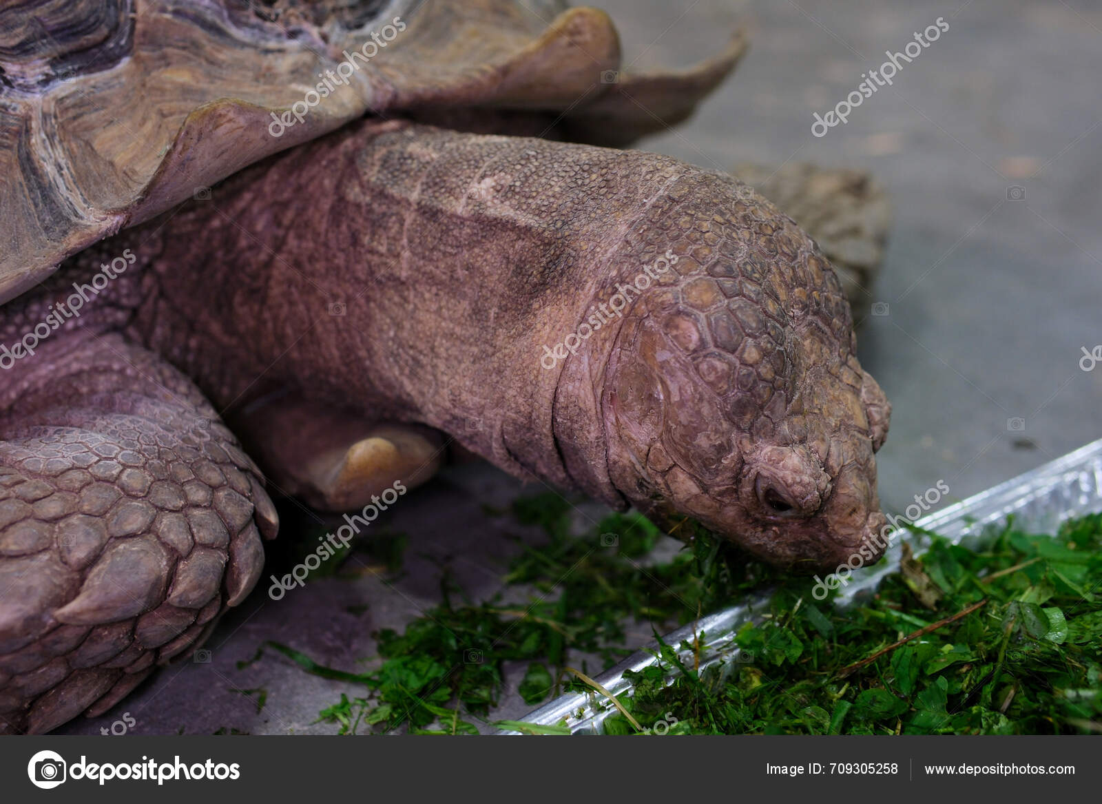Spur Bearing Turtle Latin Centrochelys Sulcata Beautiful Shell Pattern ...