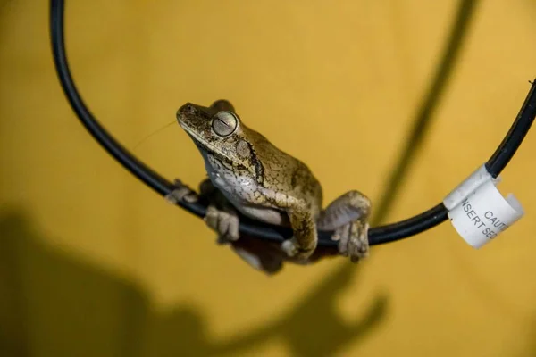 Frog Wire Yellow Background Stock Photo by ©camaralucida 619518108