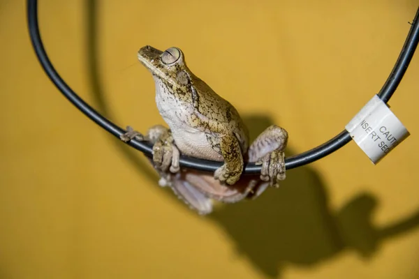 Frog Wire Yellow Background Stock Photo by ©camaralucida 619518108