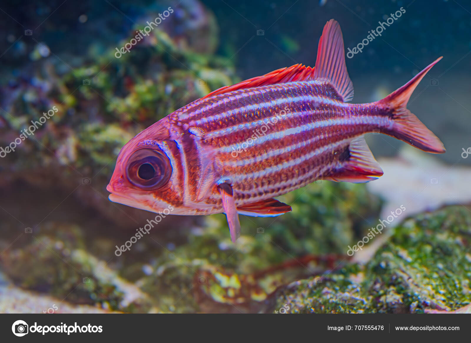 Sargocentron Xantherythrum Also Known Hawaiian Squirrelfish Vibrantly ...