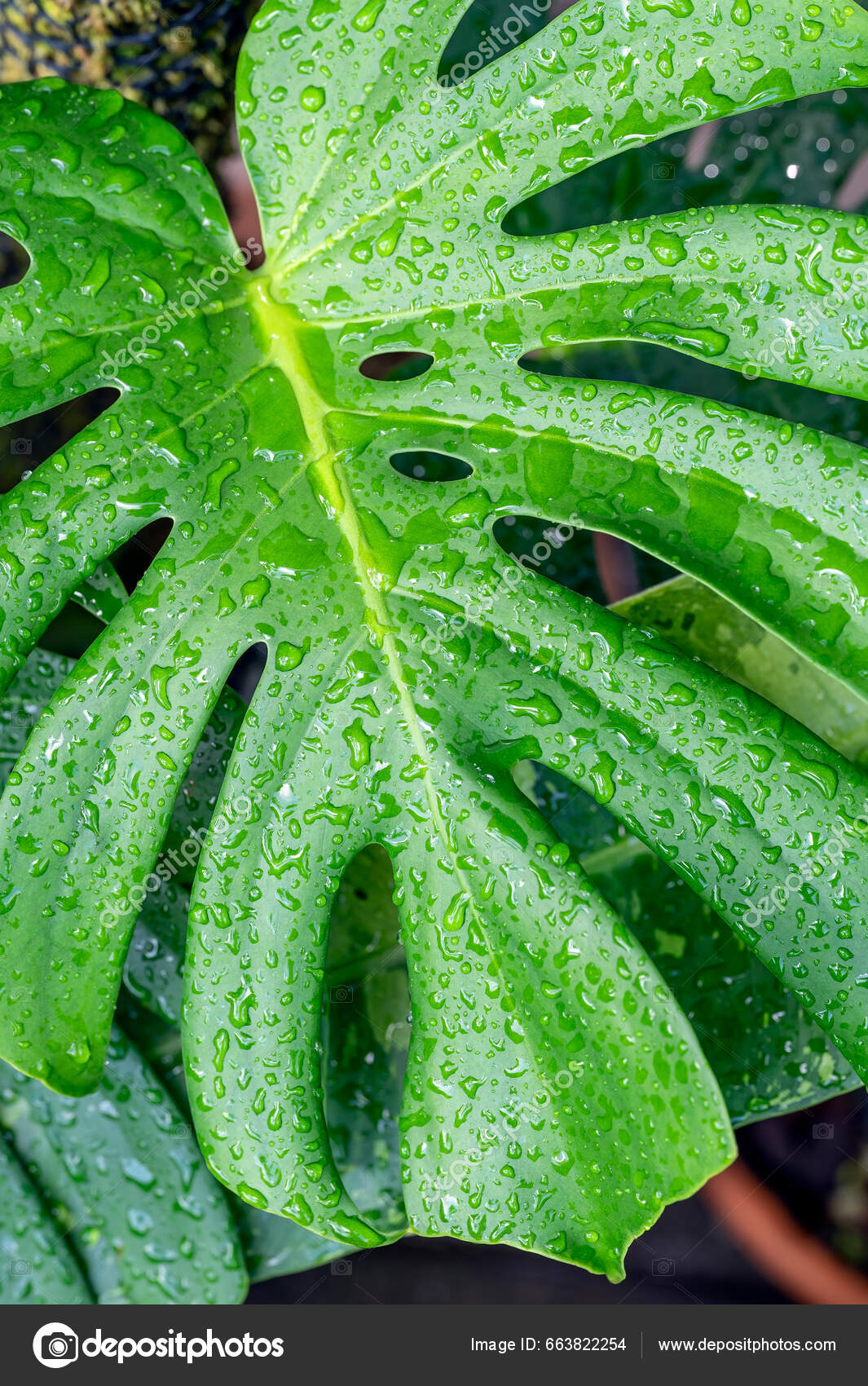 Monstera Deliciosa Leaf Rain Monstera Plants Aroids Climb — Stock Photo ...