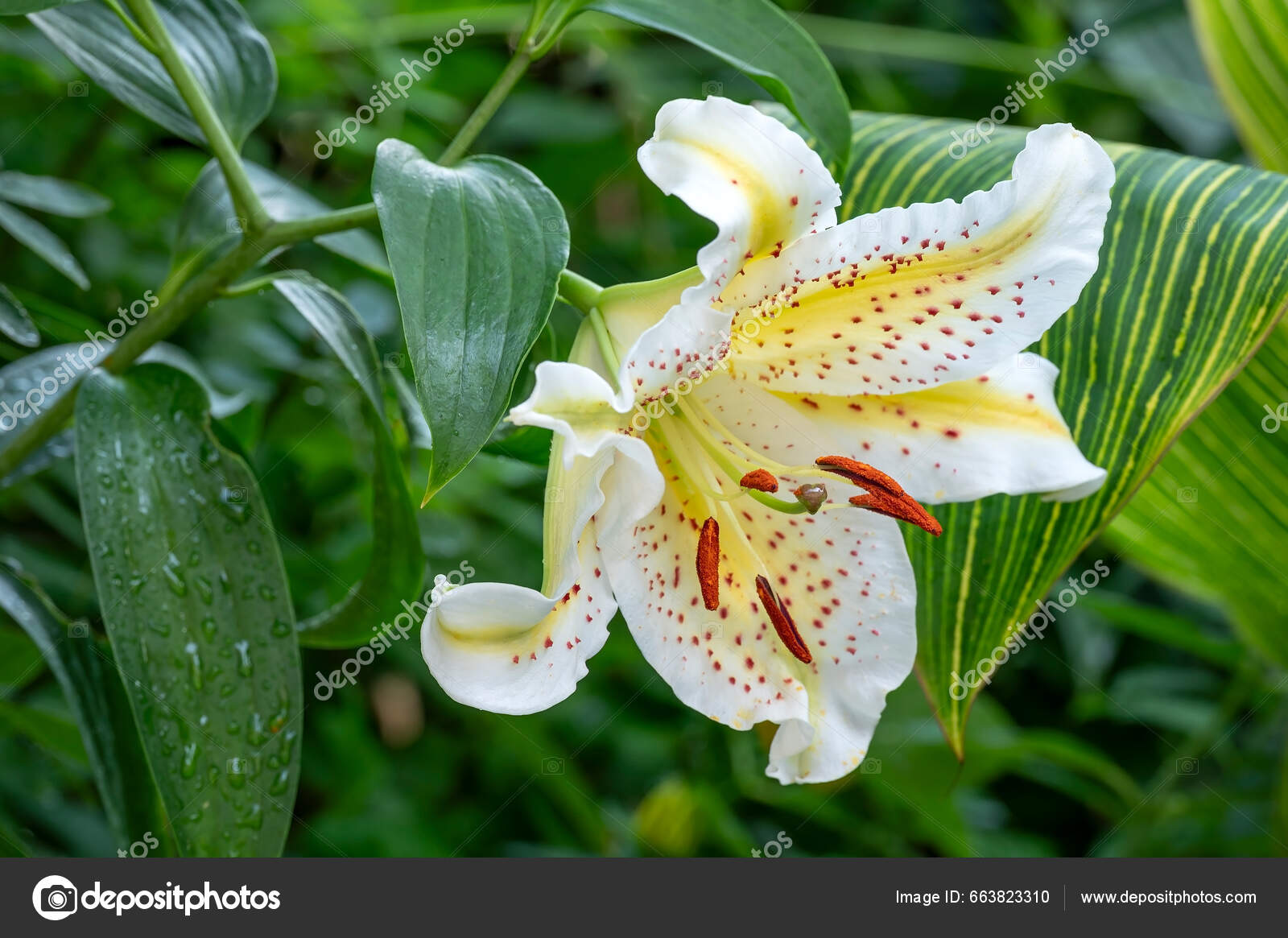 Lilium Auratum Golden Rayed Lily Species Lily Native Japan — Stock ...