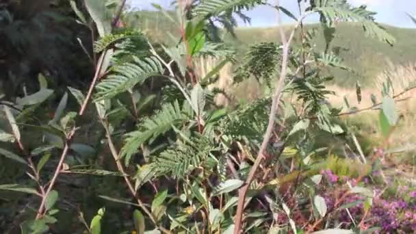 Wind Moving Twigs Mountains — Stock Video © josefotograf #711413074