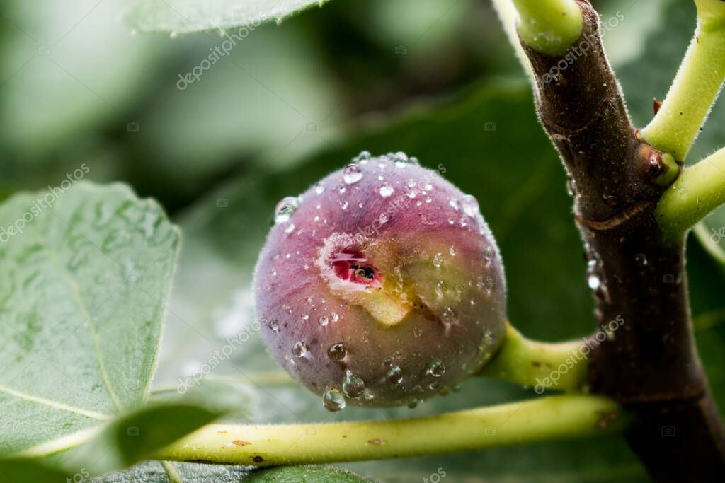 Purple fig fruit hanging from the branch of a fig tree with dew and ...