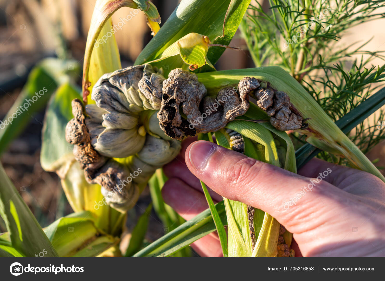 Diseased Corn Called Corn Smut Pathogenic Fungus Ustilago Maydis Mexico ...
