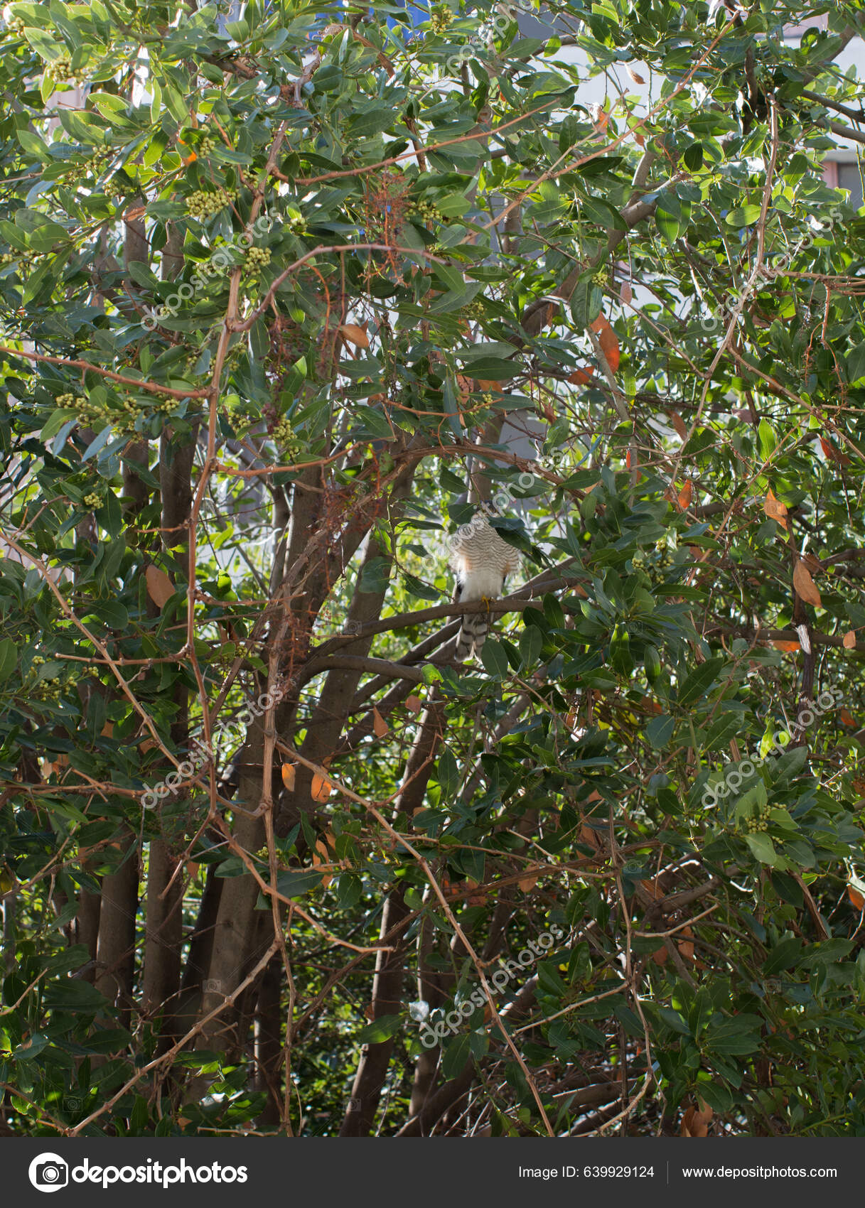 Biodiversity Bird Common Kestrel Hawk Falco Tinnunculus Hidden Laurel ...