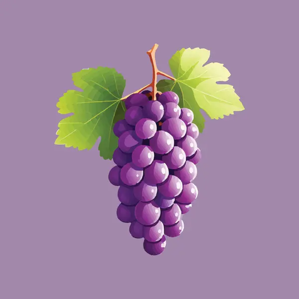 포도 일러스트 스톡 벡터, 로열티-프리 포도 일러스트 일러스트레이션 - 페이지 %3$d | Depositphotos