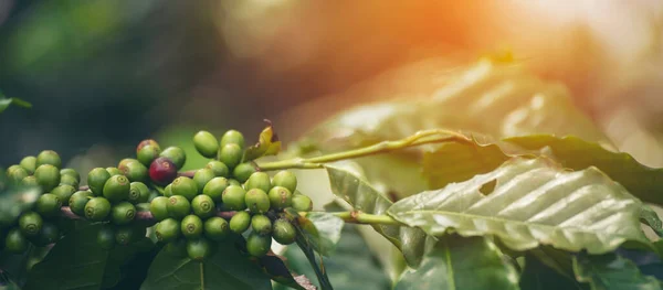 Banner Green coffee bean berry plant with sunlight. Panorama Fresh raw ...