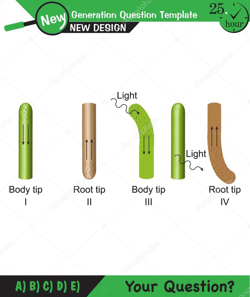 Biología - Notas de la conferencia, fisiología vegetal, flor, semilla ...
