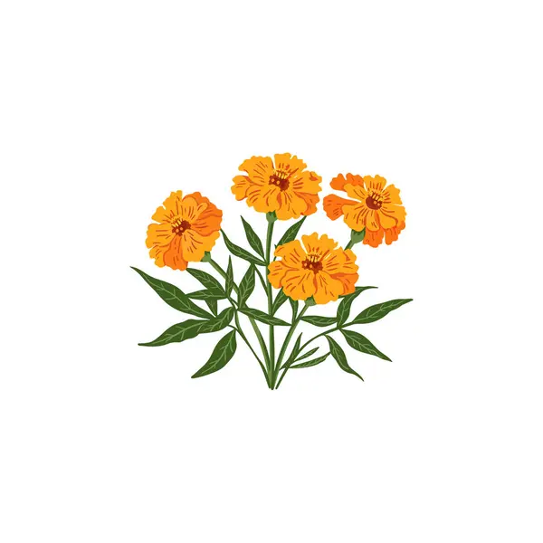 Flor de cempasuchil Vector Images | Depositphotos