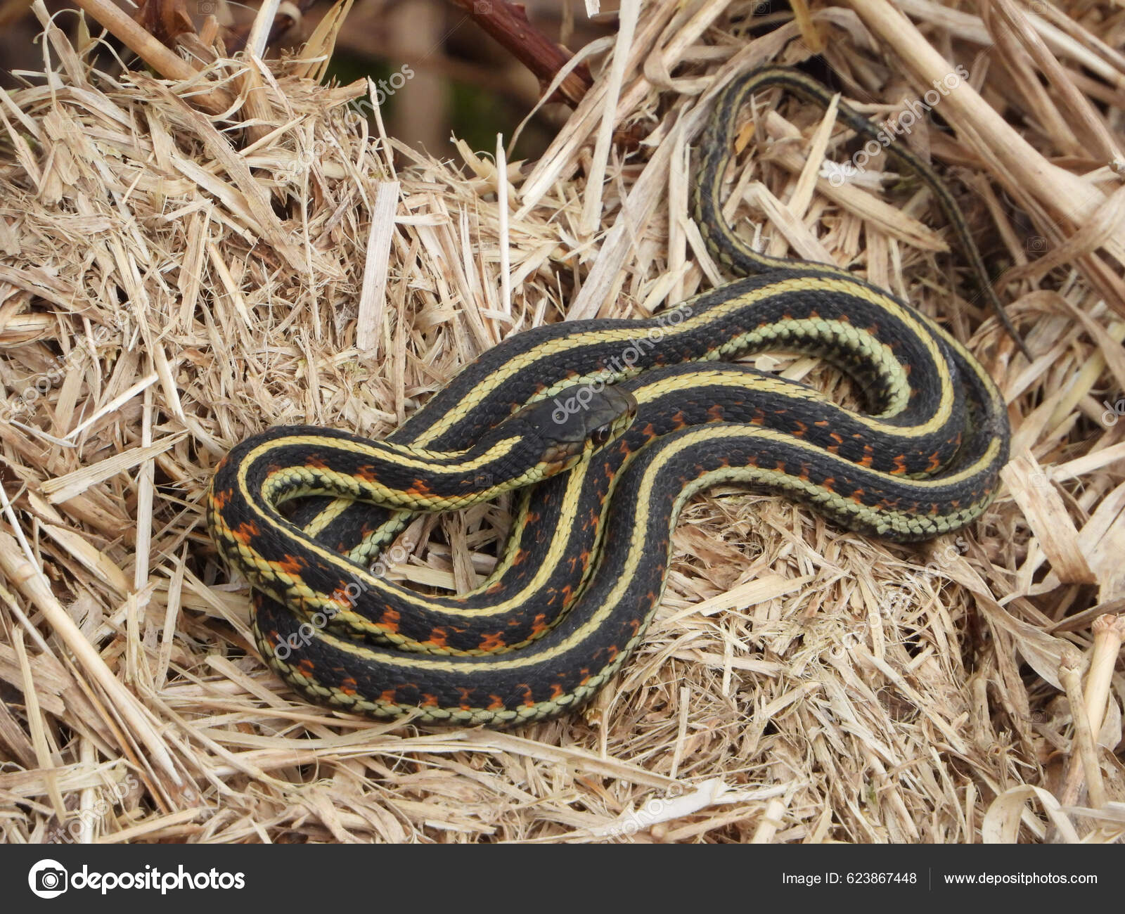 Green Baby Garter Snake