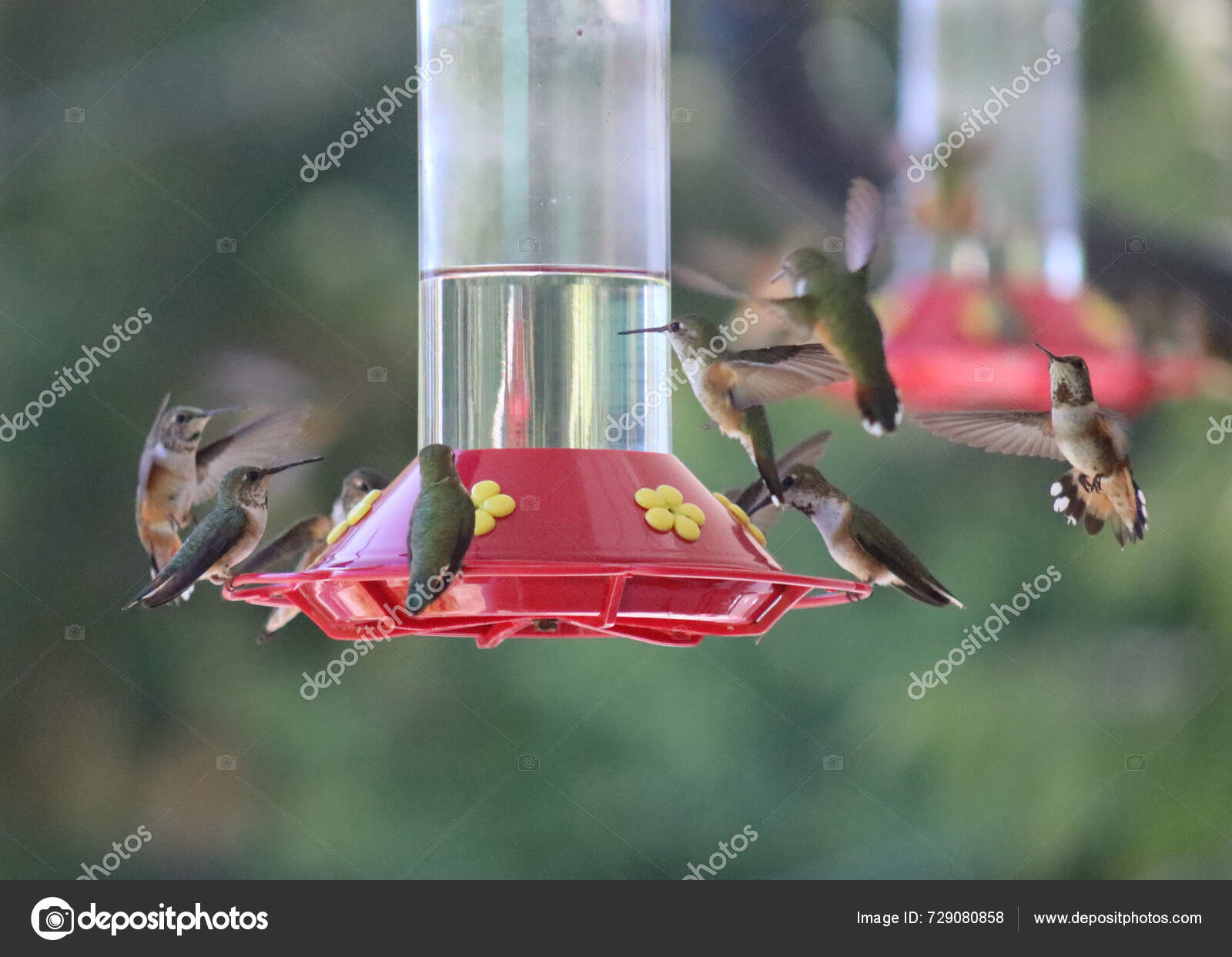 Colibri Playing Bird Feeder — Stock Photo © ArcRajtar #729080858