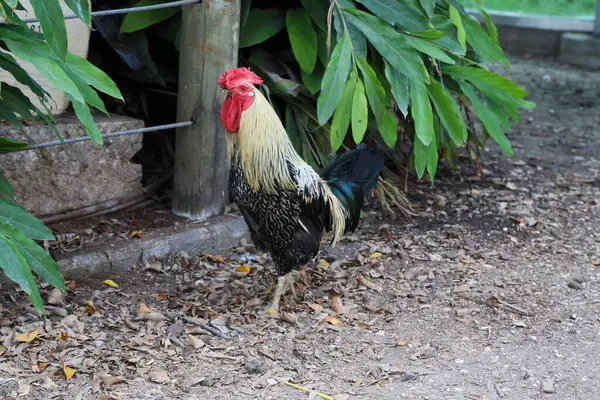 Bambu kyckling Stock Photos, Royalty Free Bambu kyckling Images ...