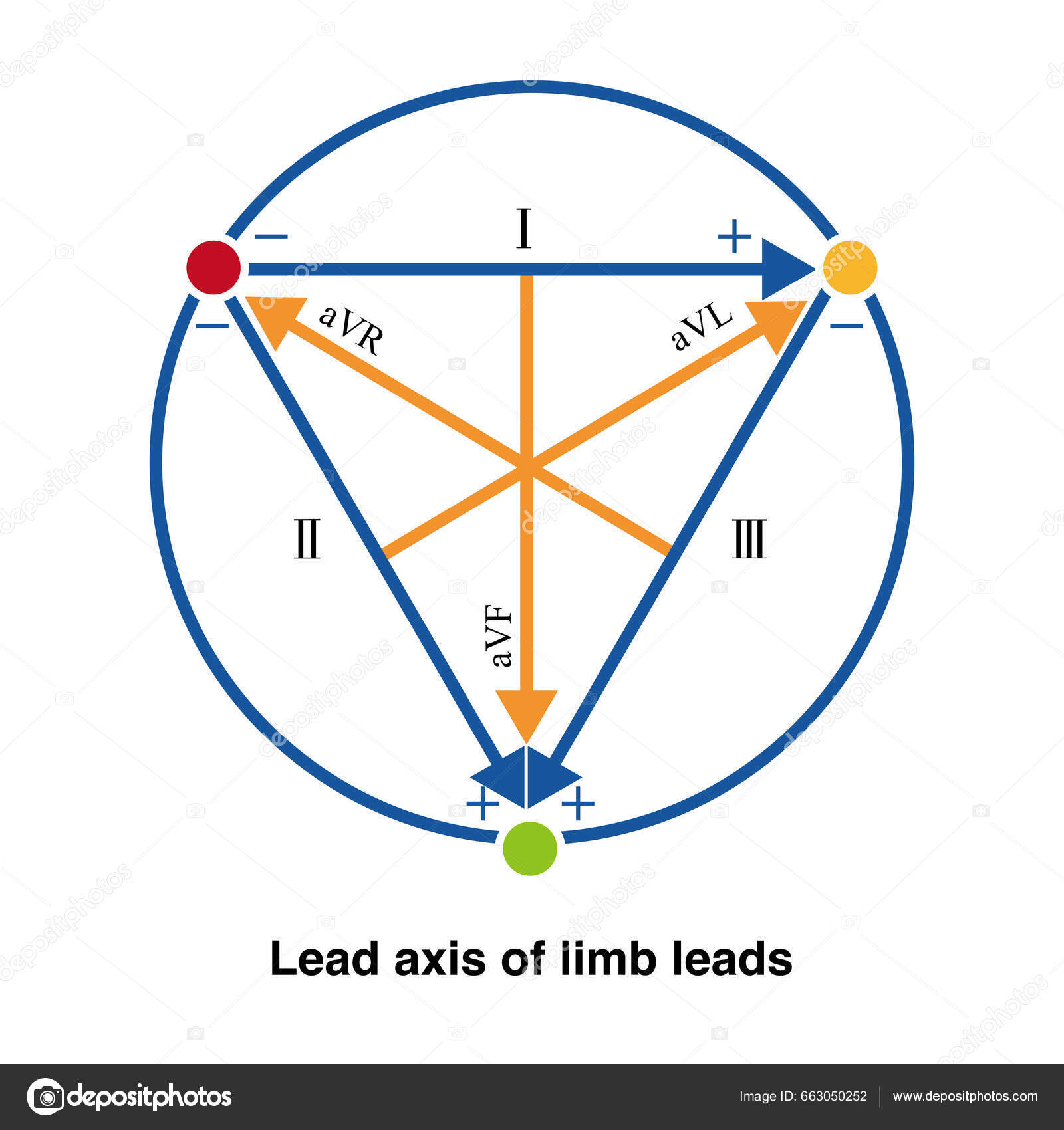 Lead Axis Standard Limb Lead Three Sides Equilateral Triangle Lead ...
