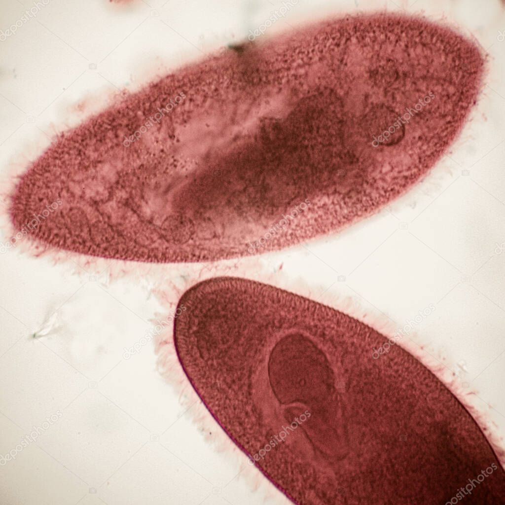 Paramecium es un organismo unicelular con un cuerpo cilíndrico con un ...