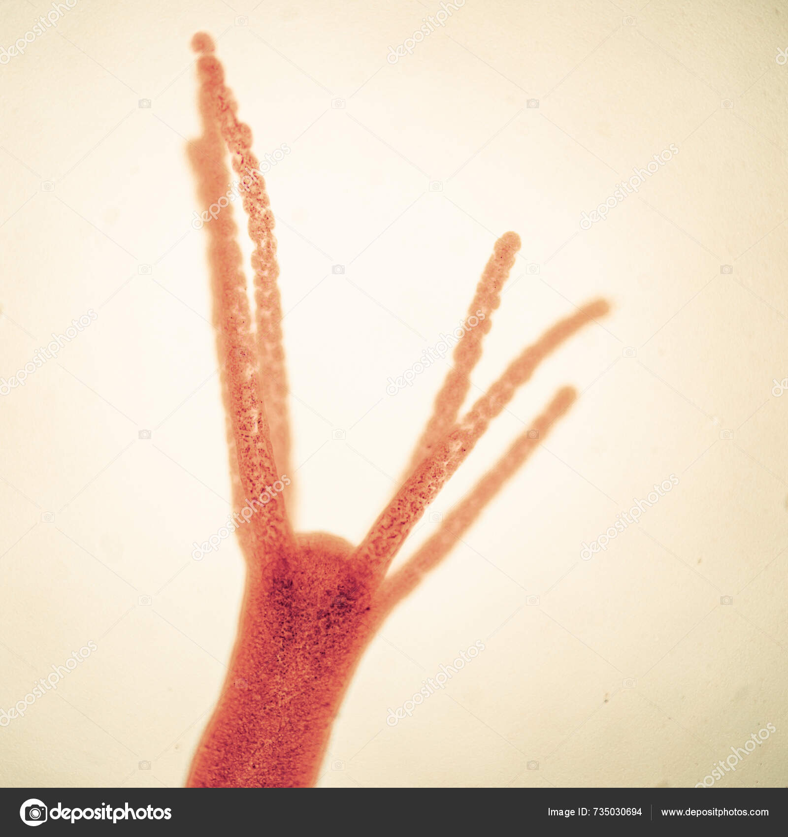 Hydra Small Genus Freshwater Hydroids Phylum Cnidarians Which Native ...