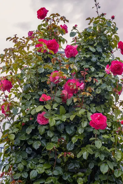 Climbing roses Stock Photos, Royalty Free Climbing roses Images ...