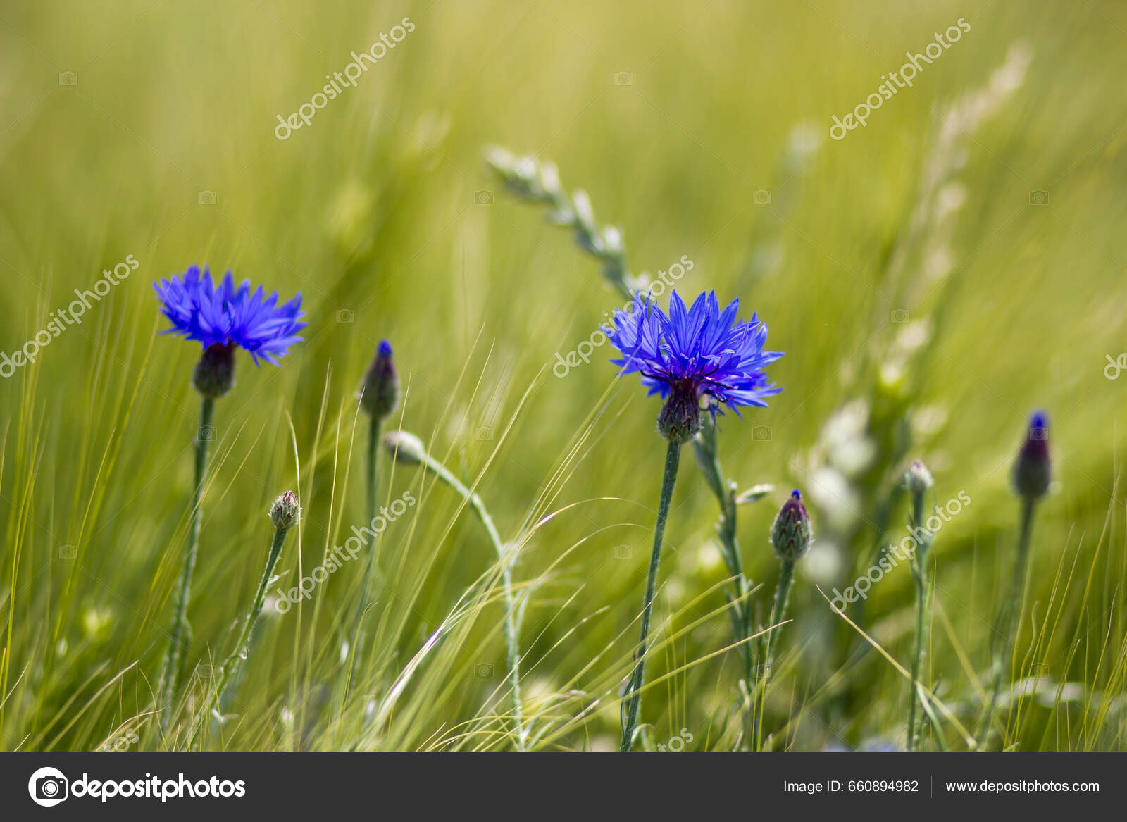 Campo Cebada Acianos Enfoque Suave — Foto de stock #660894982 © mira ...