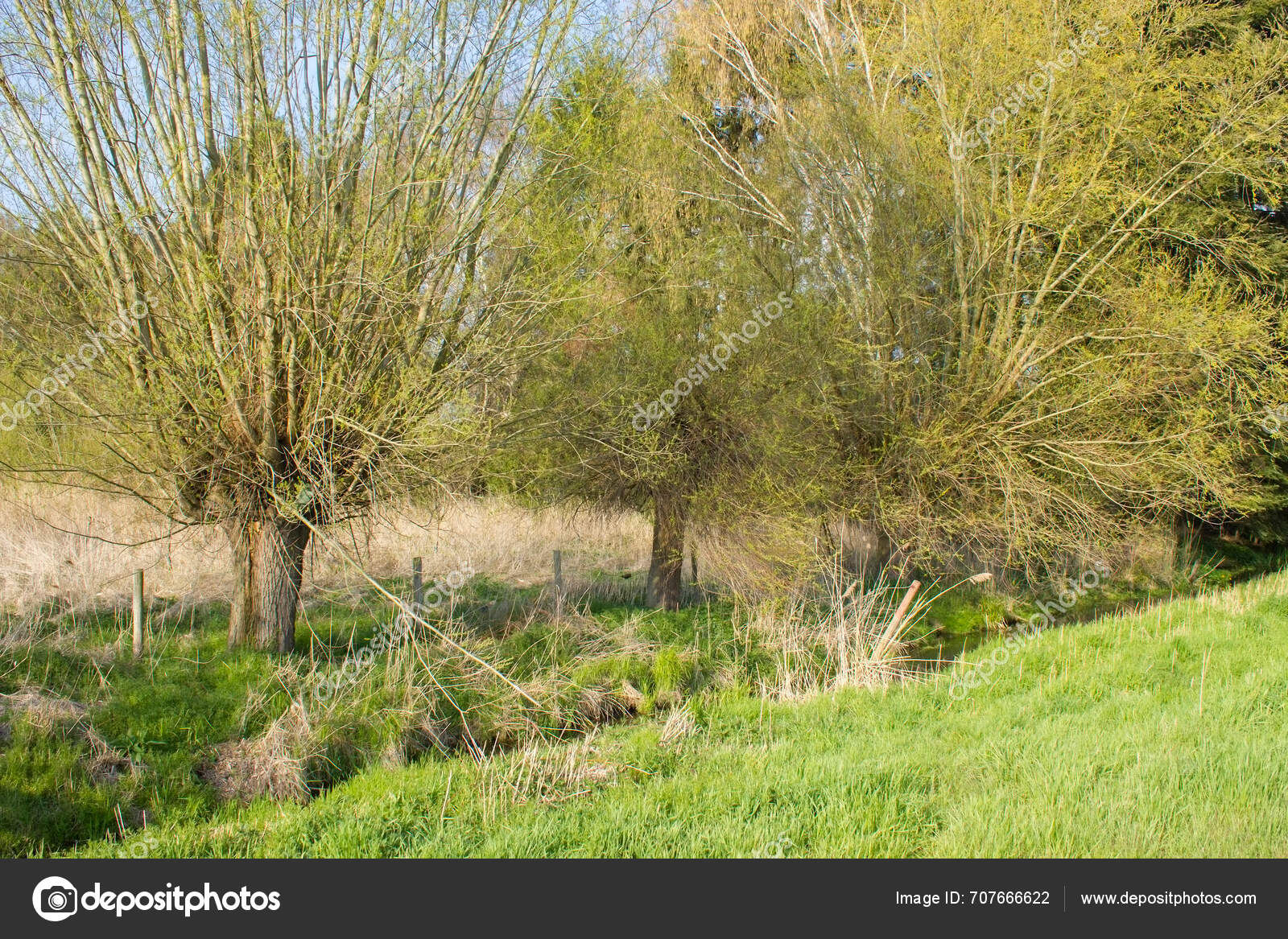 Salix Caprea Willow Grove Spring Landscape Several Willows Grow Meadow ...