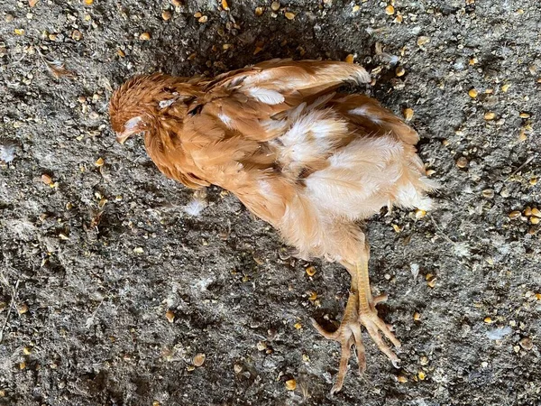 Mortalidad, Explore la coccidiosis en pollos a través de nuestra imagen ...