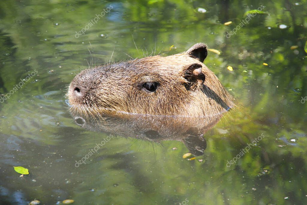retrato de un capibara (Hydrochoerus hydrochaeris) nadando en el agua ...