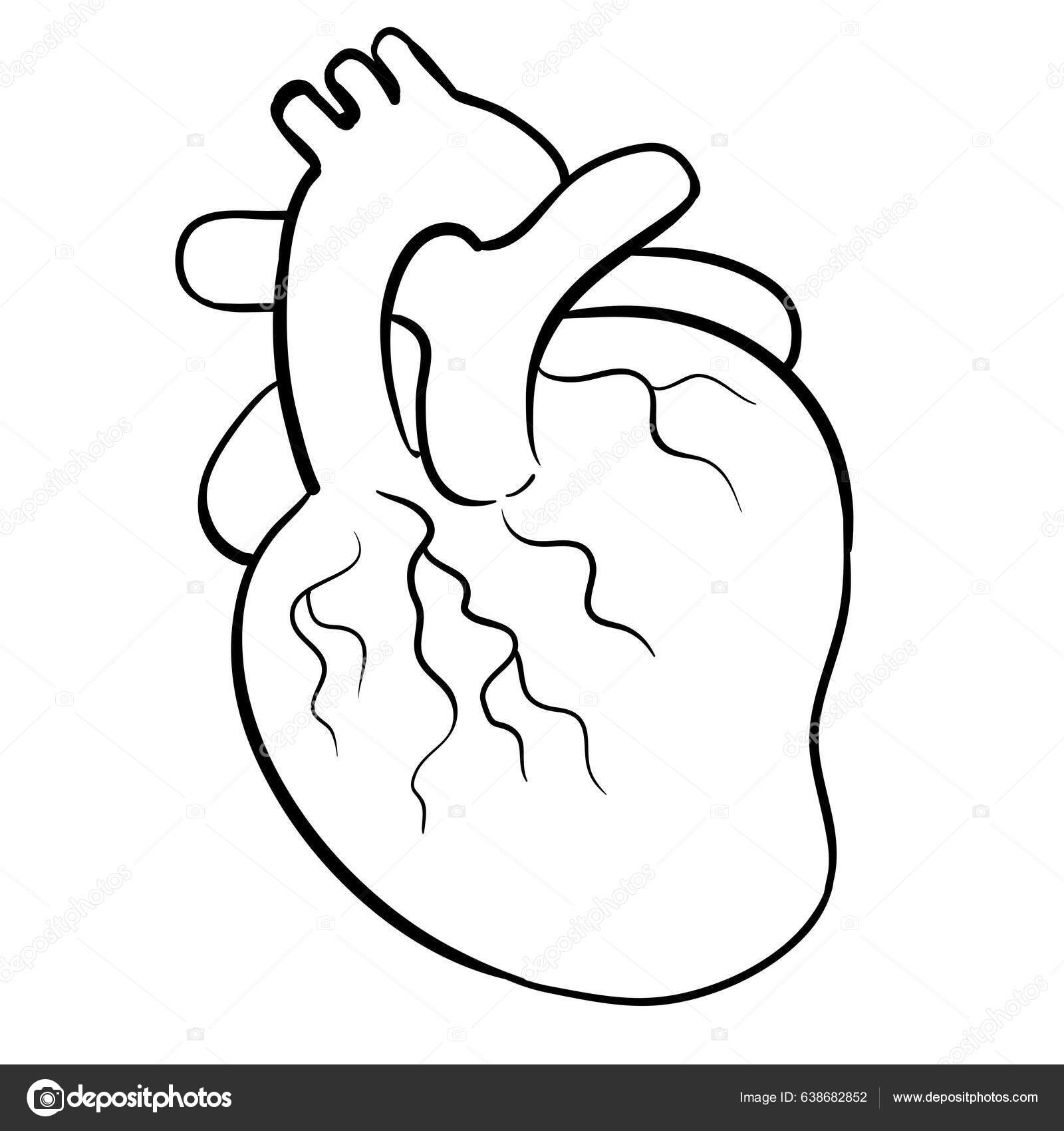 Human Heart Vector Line Icon Isolated White Background Stock Vector by ...