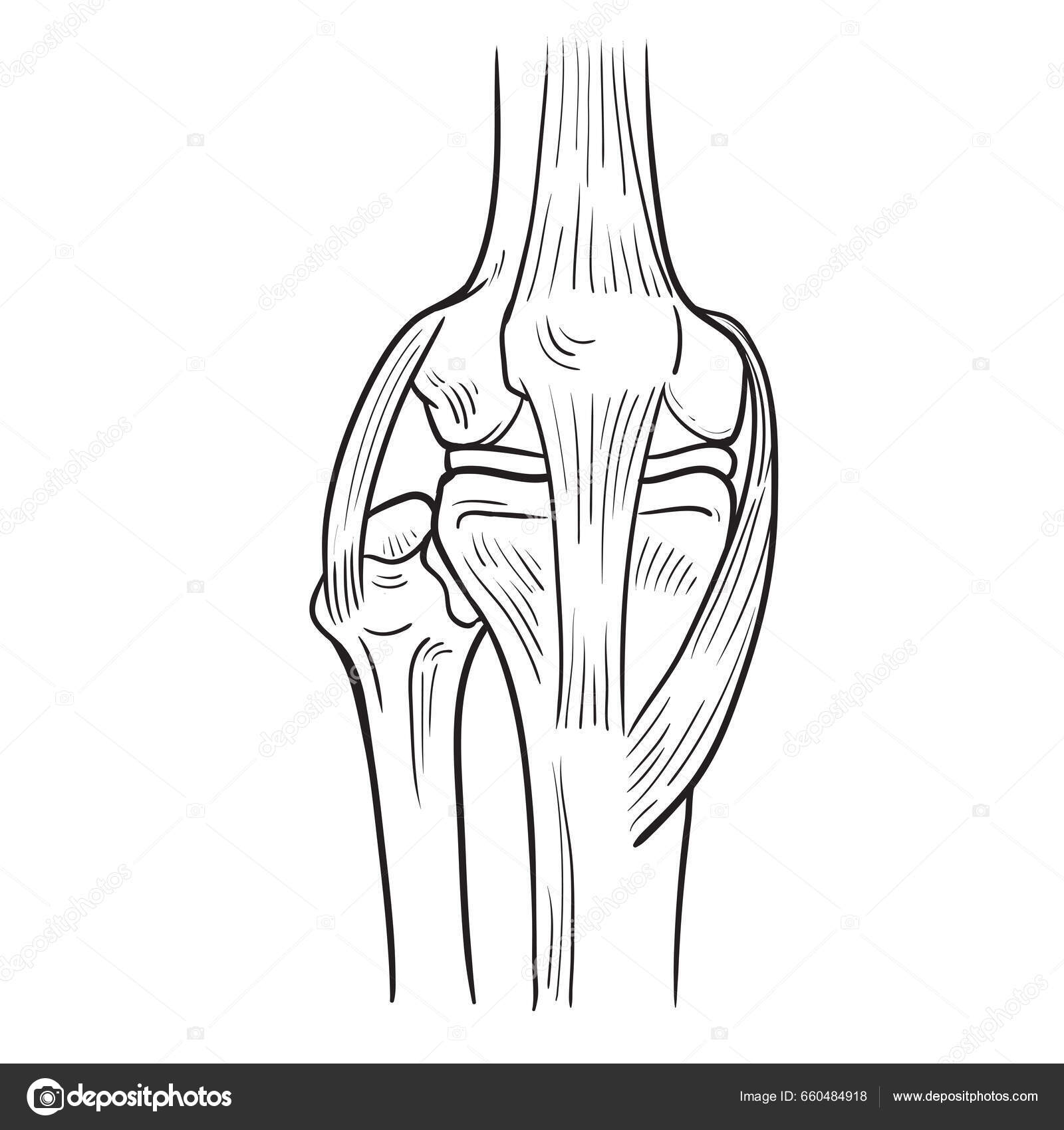 Dibujo Vectorial Del Hueso Rodilla Ligamentos Concepto Enfermedades ...