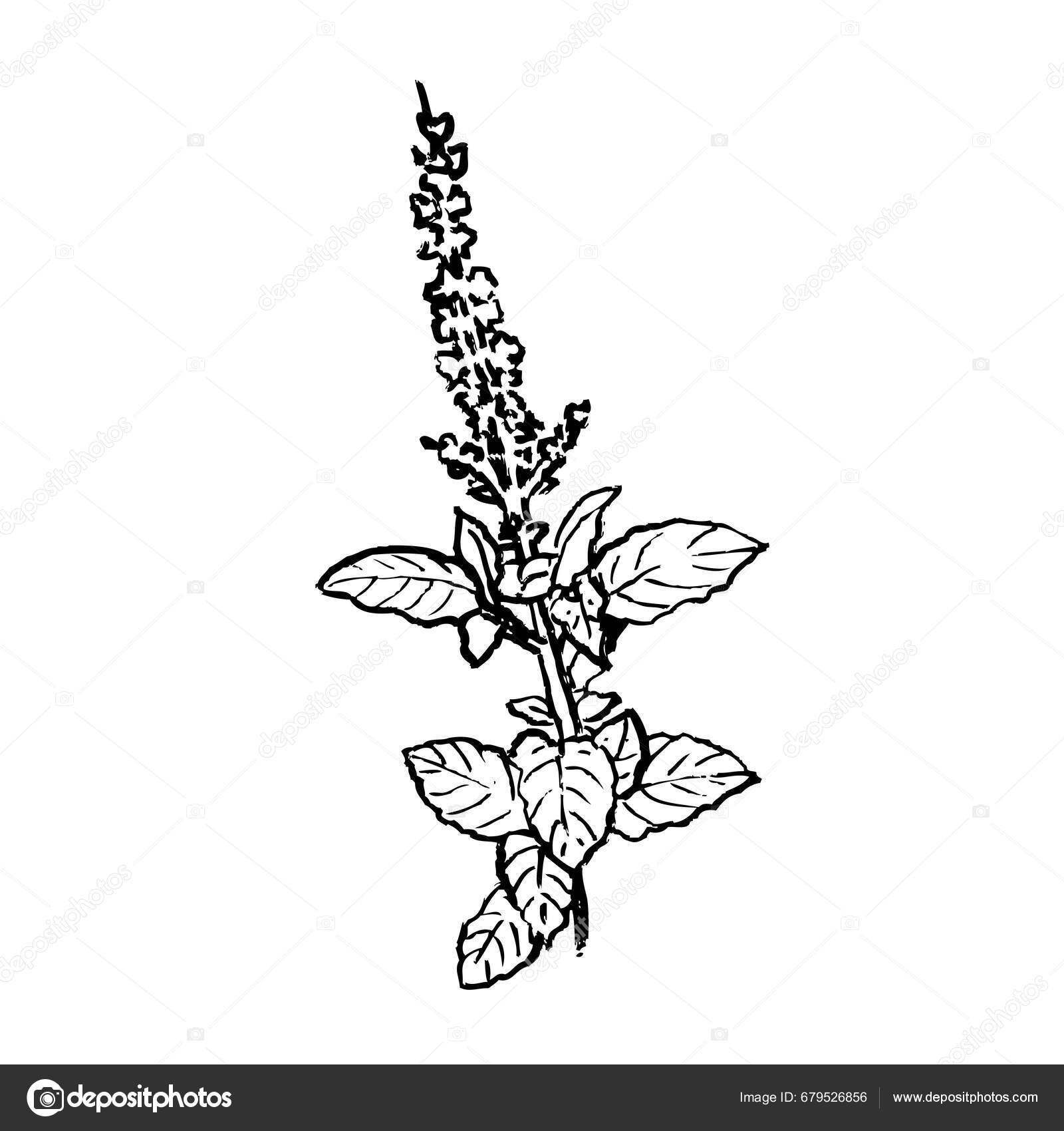 Thai Basil Vector Hand Drawn Sketch Leaves Spice Thai Basil Stock ...